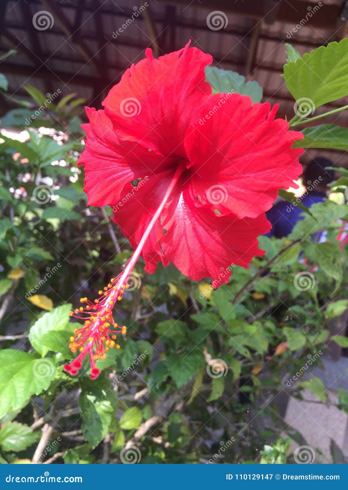 Bunga Raya stock image. Image of raya, piece, bunga - 110129147