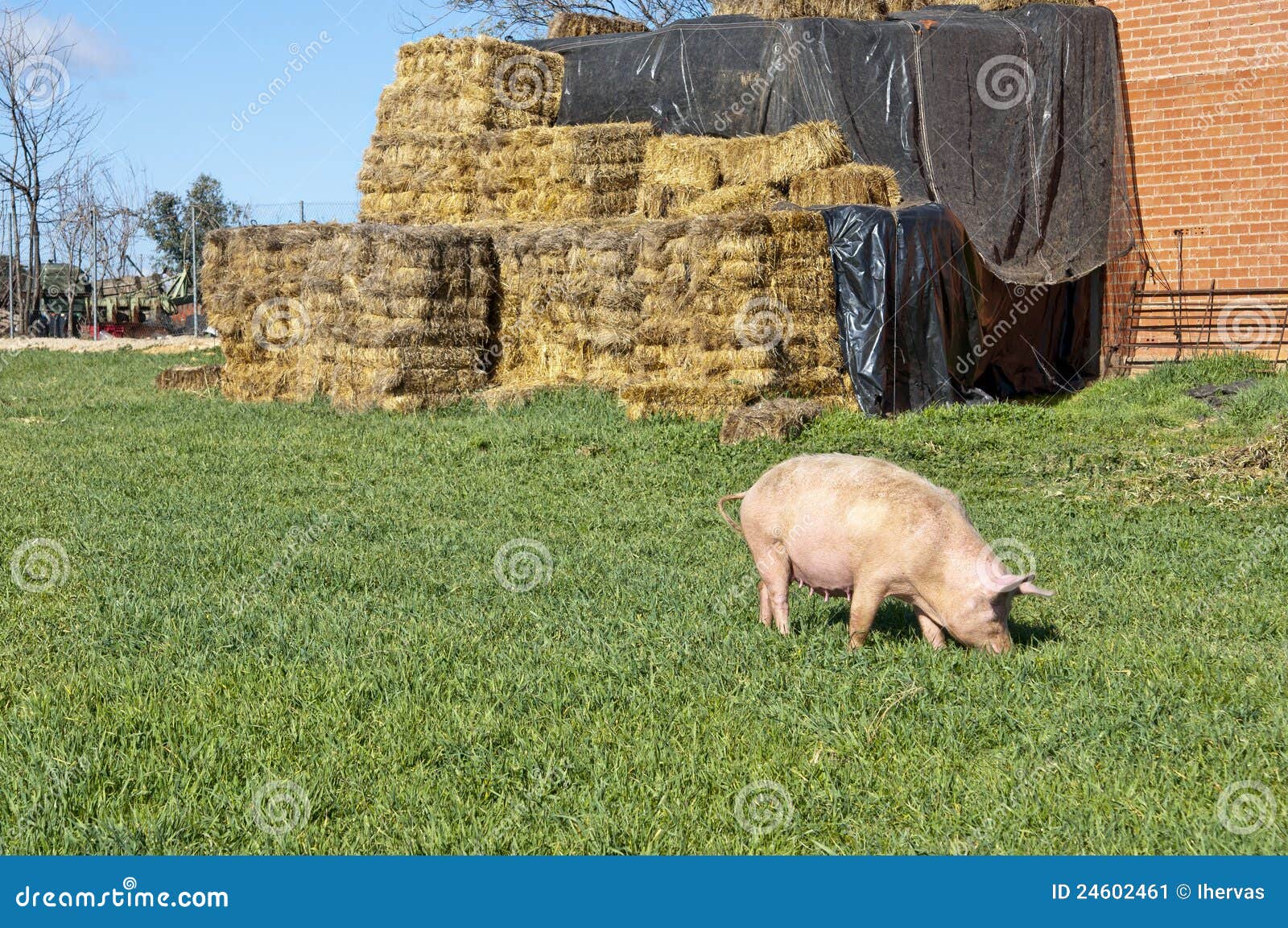 One pig in field stock image. Image of agrarian, ciudad - 24602461