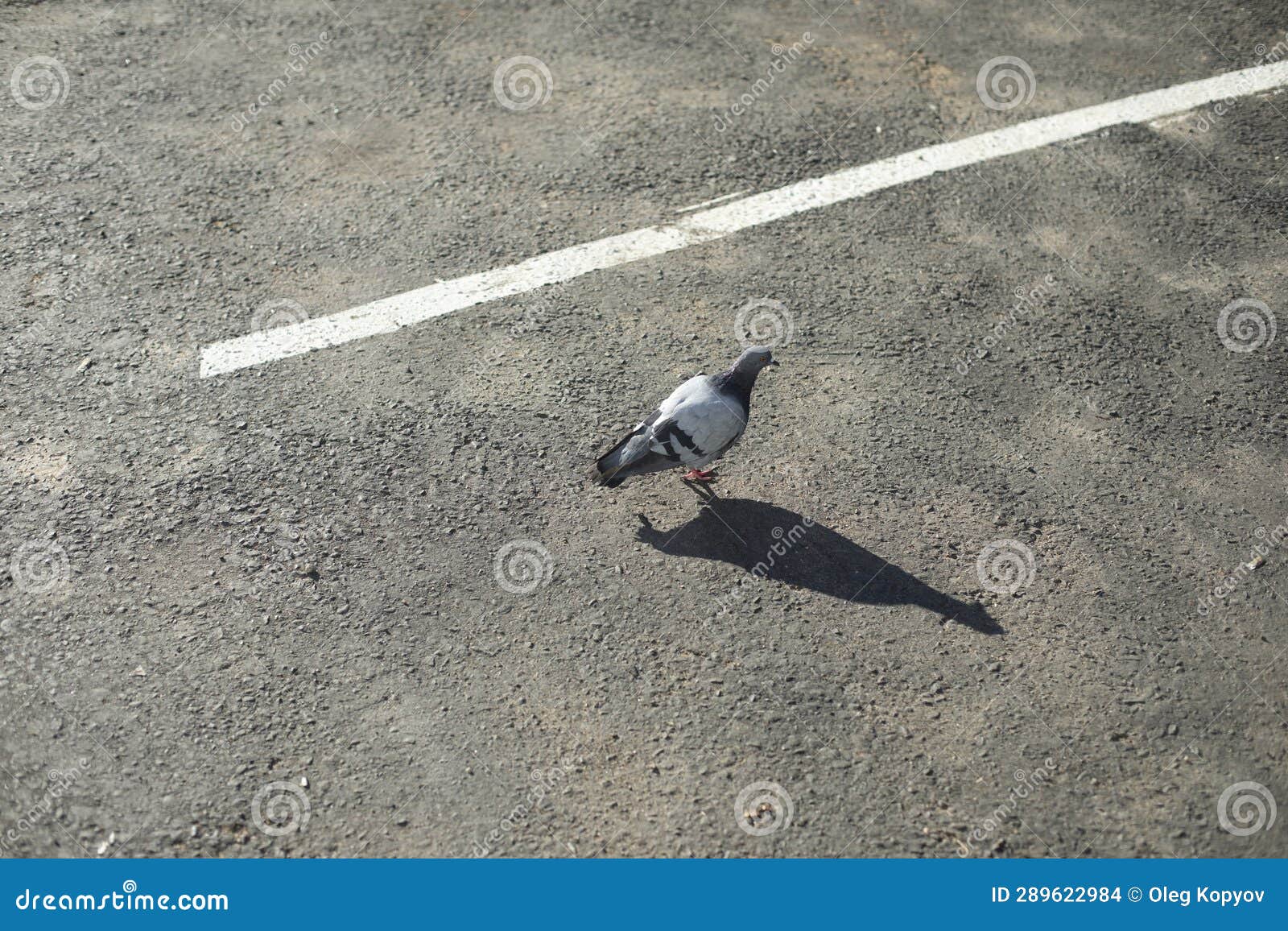 One Pigeon on Asphalt. Bird in Parking Lot Stock Photo - Image of avian ...