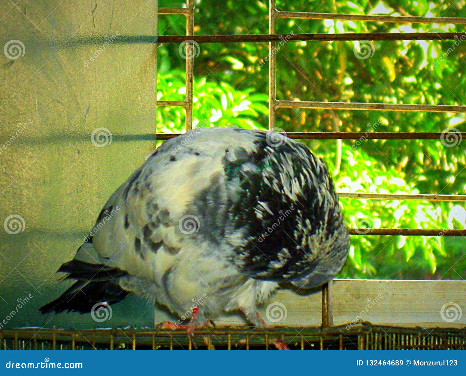 One pigeon bird sleeping stock image. Image of closeup - 132464689