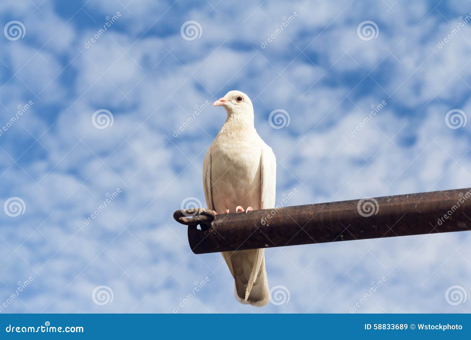One Pigeon Perch Rack Stock Photos - Free & Royalty-Free Stock Photos ...
