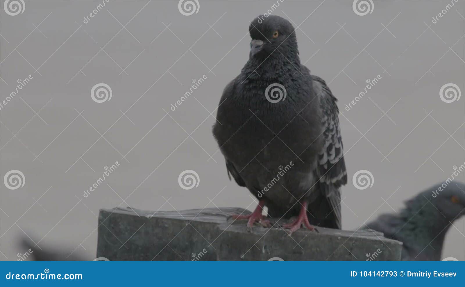 One Pigon Close Up on the Street Stock Video - Video of life, wild ...