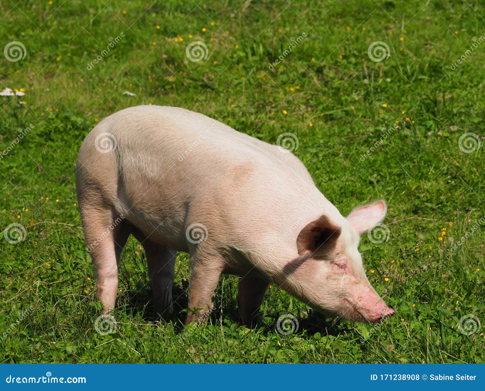One Pigs on a Mountain Pasture in Summer Stock Photo - Image of ...