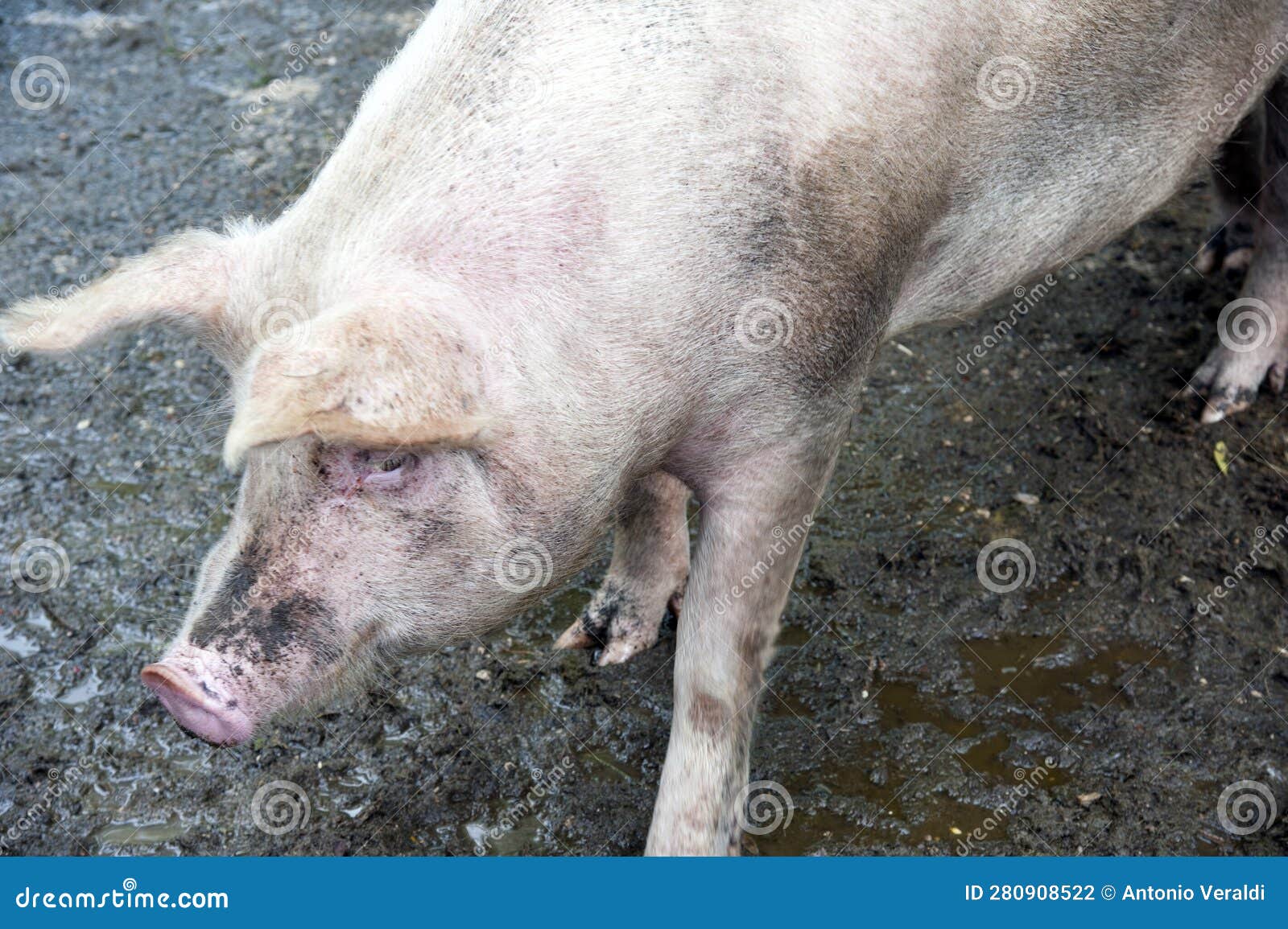One of the Pigs in the Pigsty. Stock Photo - Image of mammal, eyes ...