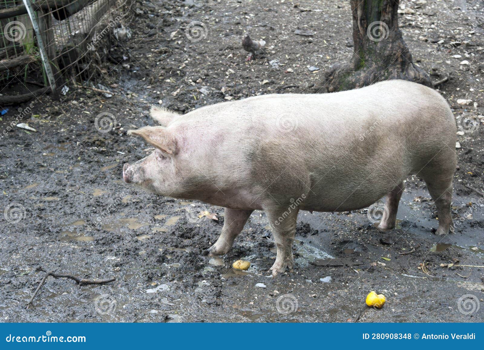 A Large White breed pig. stock photo. Image of mammal - 280908348