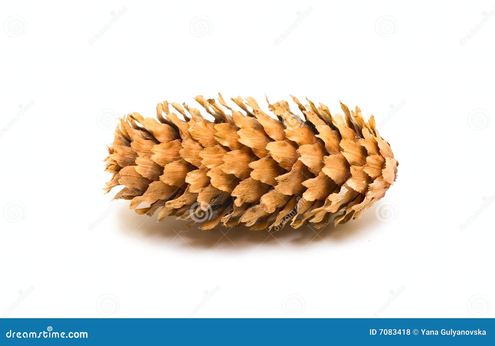 One pine cone stock photo. Image of macro, herb, light - 7083418