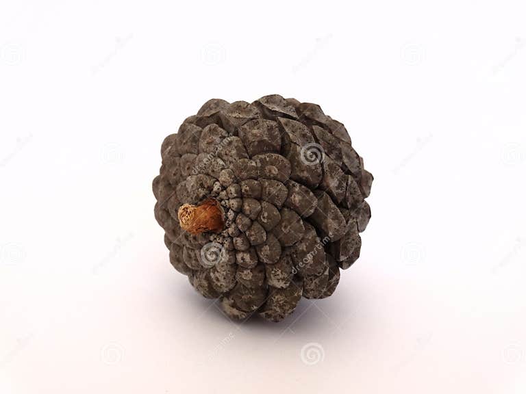 One Pine Cone from the Back on White Background Stock Photo - Image of ...