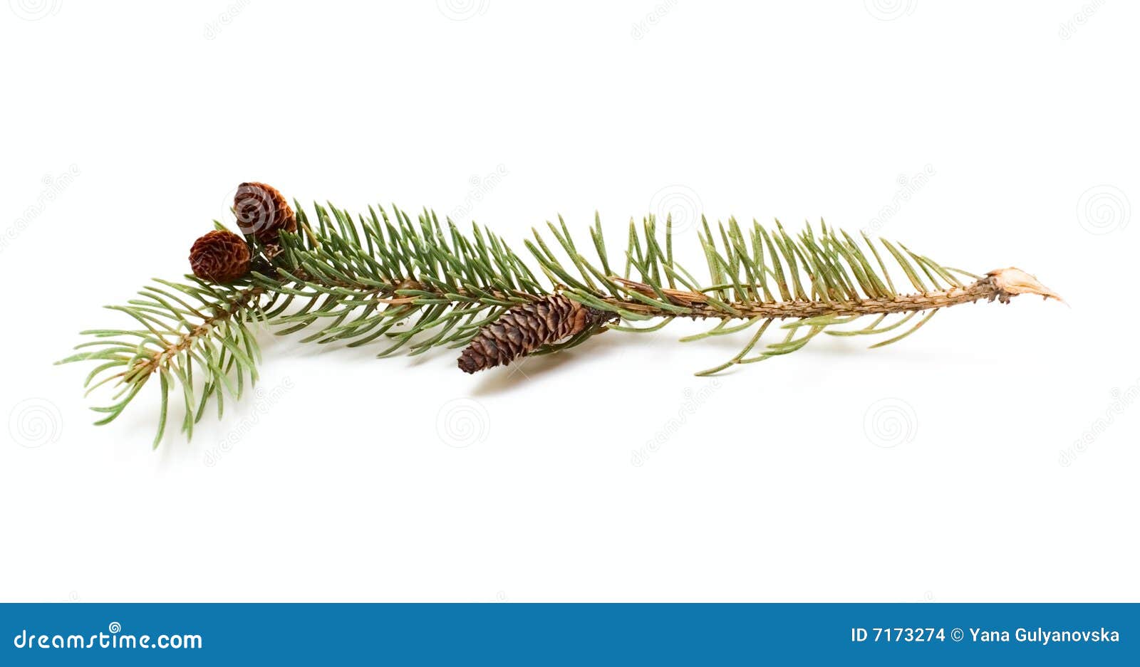 One pine cone brunch stock photo. Image of cone, plant - 7173274