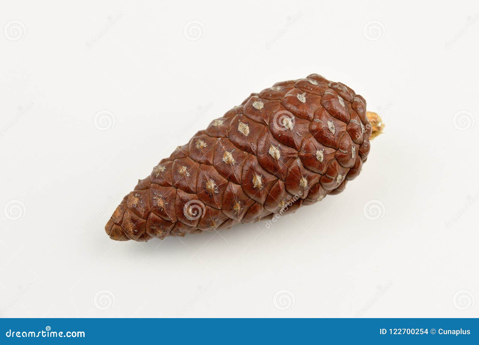 One pine cone stock photo. Image of ornament, natural - 122700254