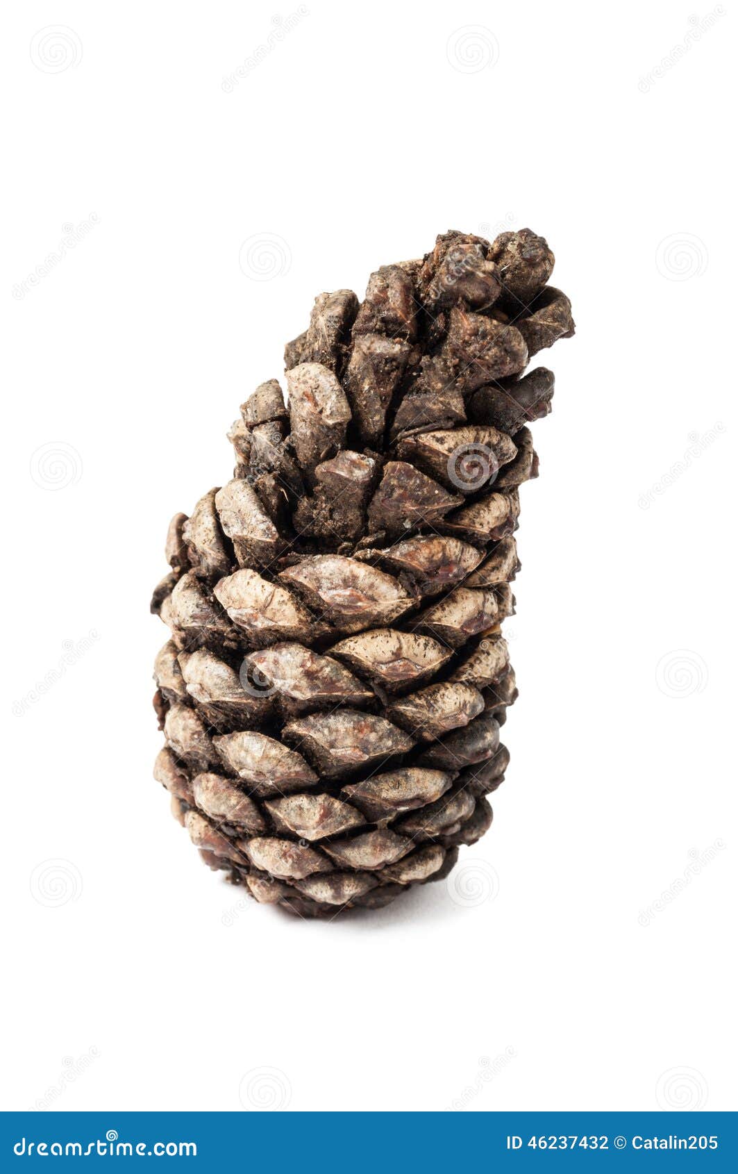 One pine cone stock photo. Image of fall, decorative - 46237432