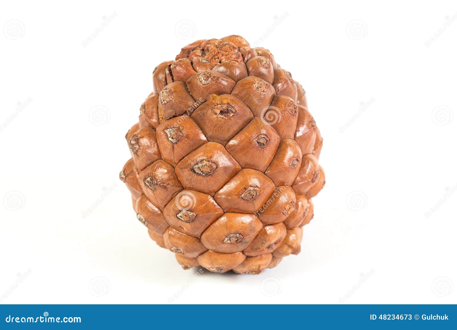 One pine cone isolated stock image. Image of closeup - 48234673