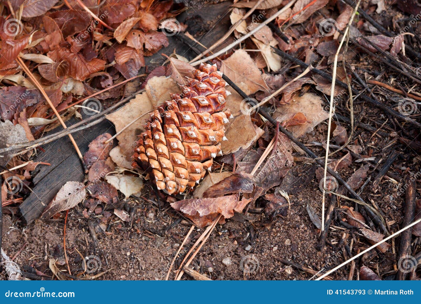 One pine cone stock image. Image of pinon, beauty, lying - 41543793