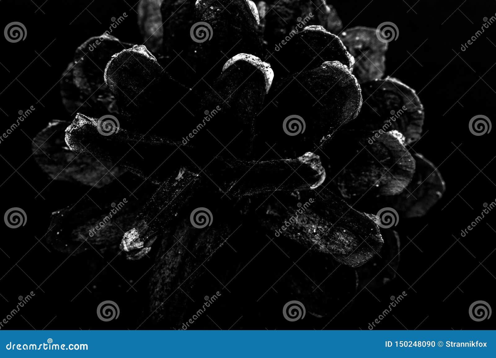 One Pine Cone on a Monochrome Background. Toned Stock Photo - Image of ...