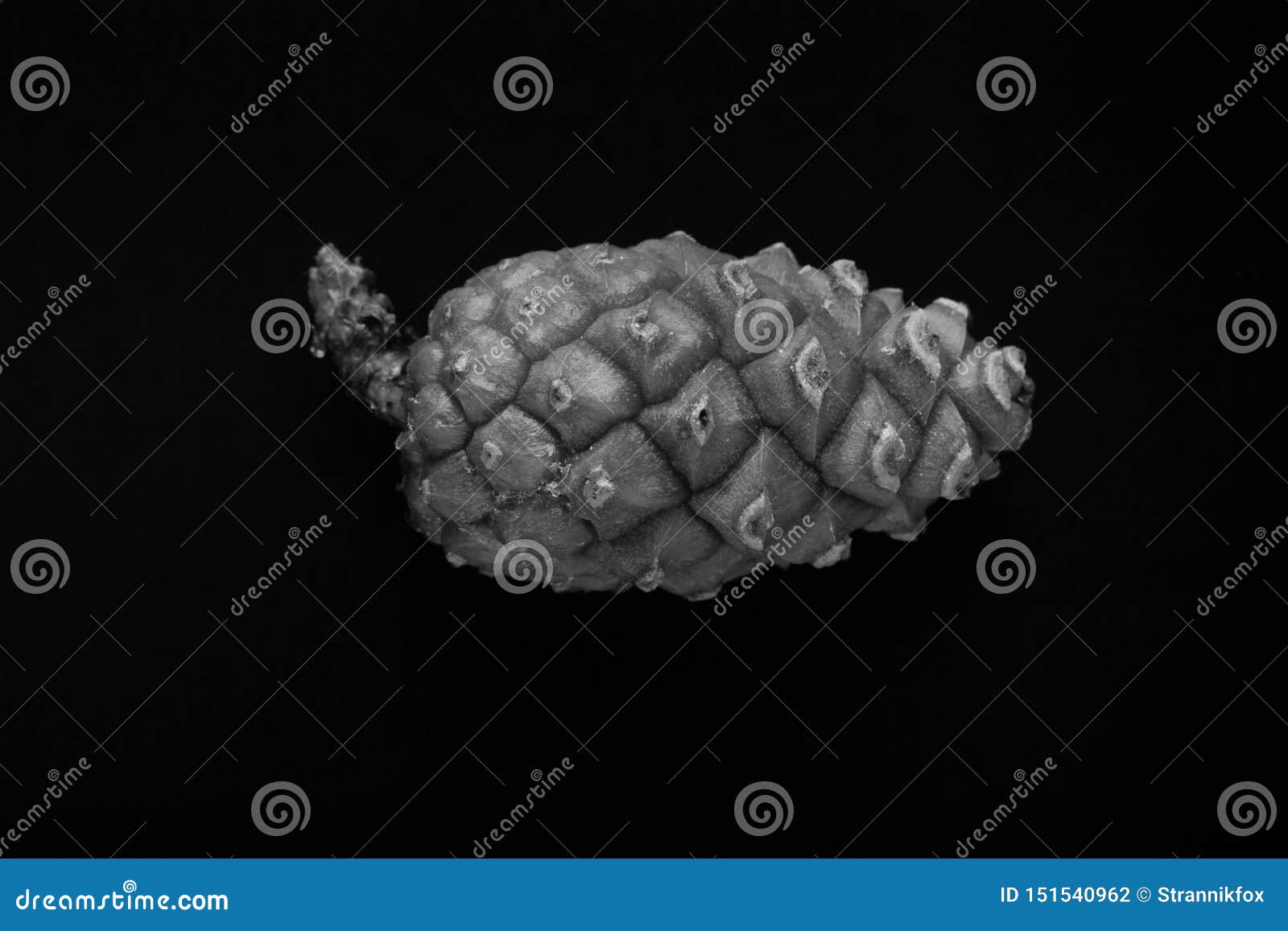 One Pine Cone on a Monochrome Background. Toned Stock Photo - Image of ...