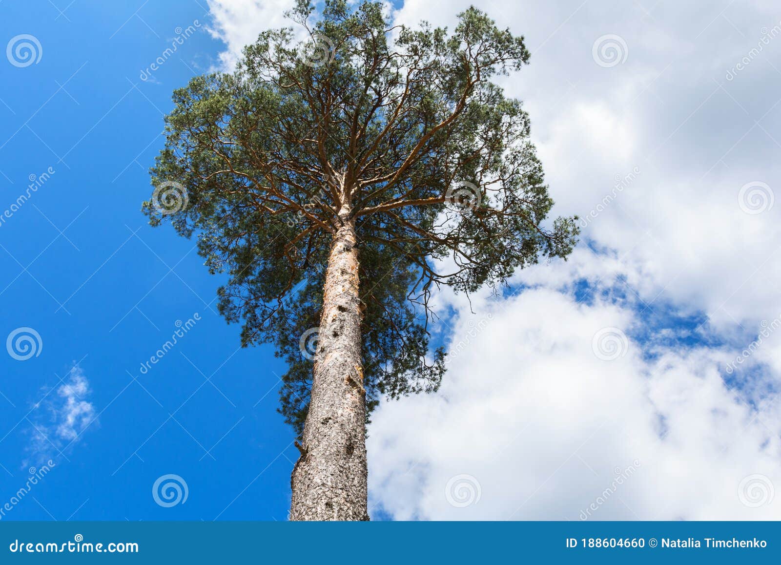 One Pine Tree on a Background of Blue Sky and Clouds. Stock Photo ...