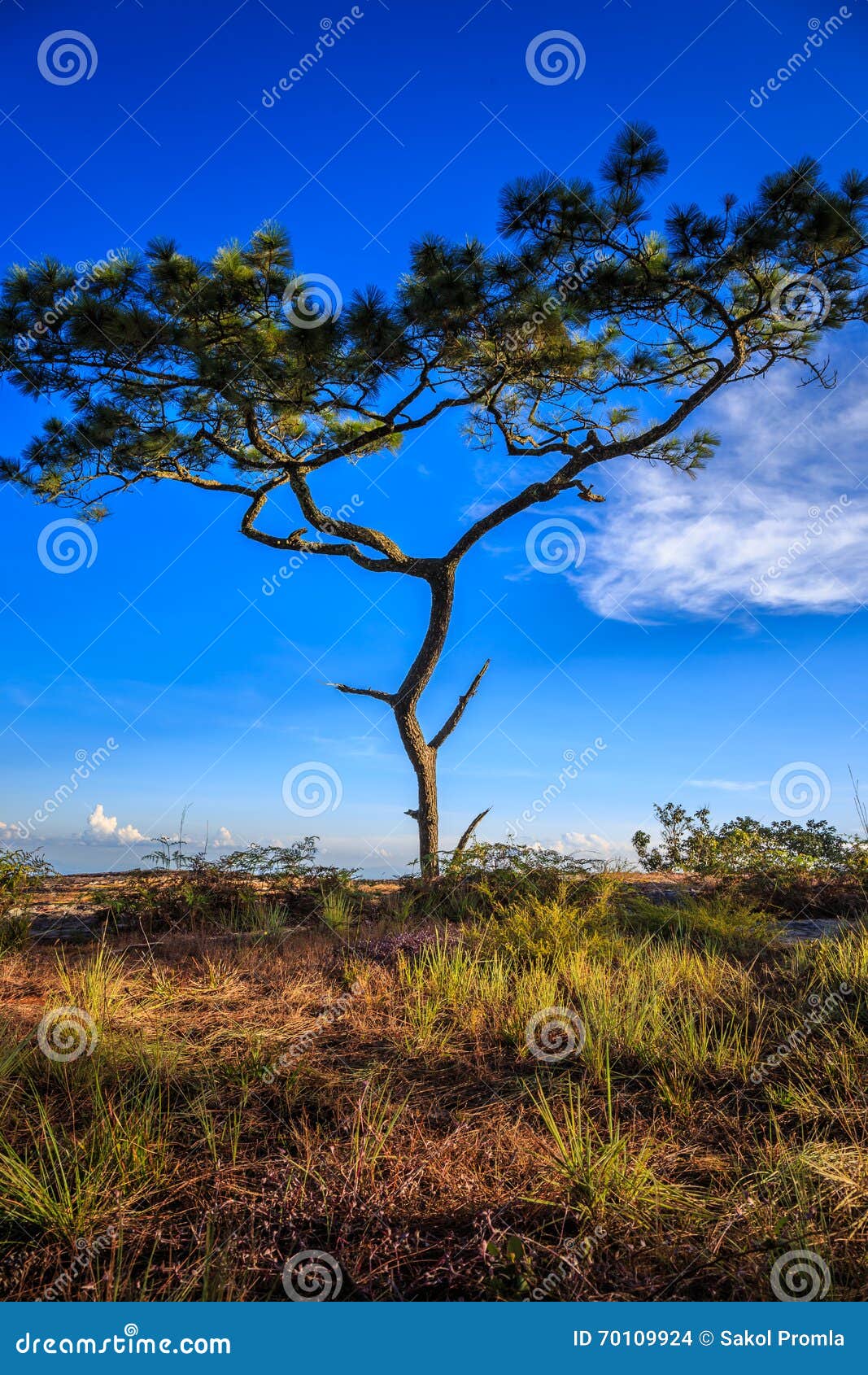 One pine tree and blue sky stock photo. Image of branch - 70109924