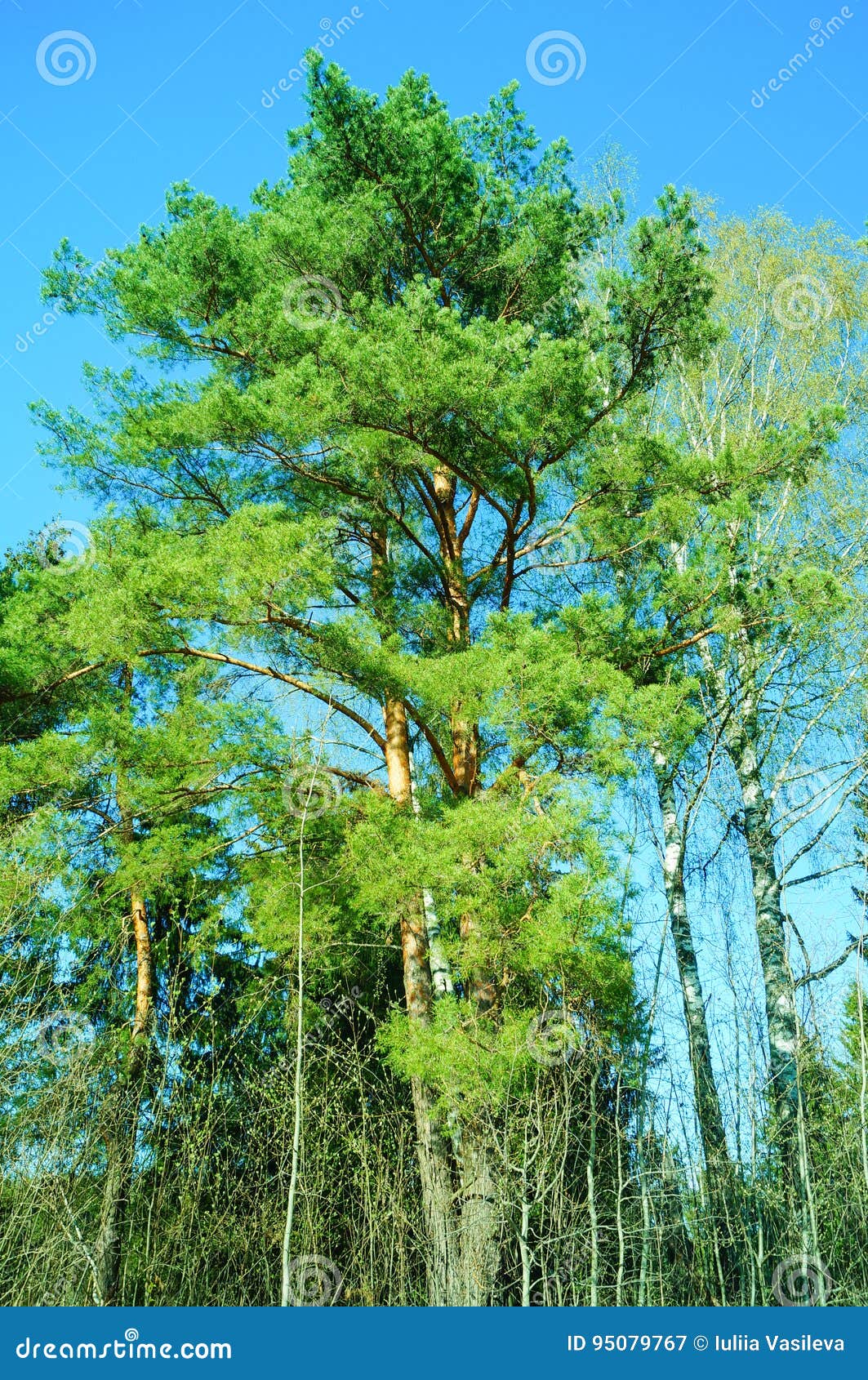 One Pine Tree and Cloudless Blue Sky Stock Image - Image of conifer ...