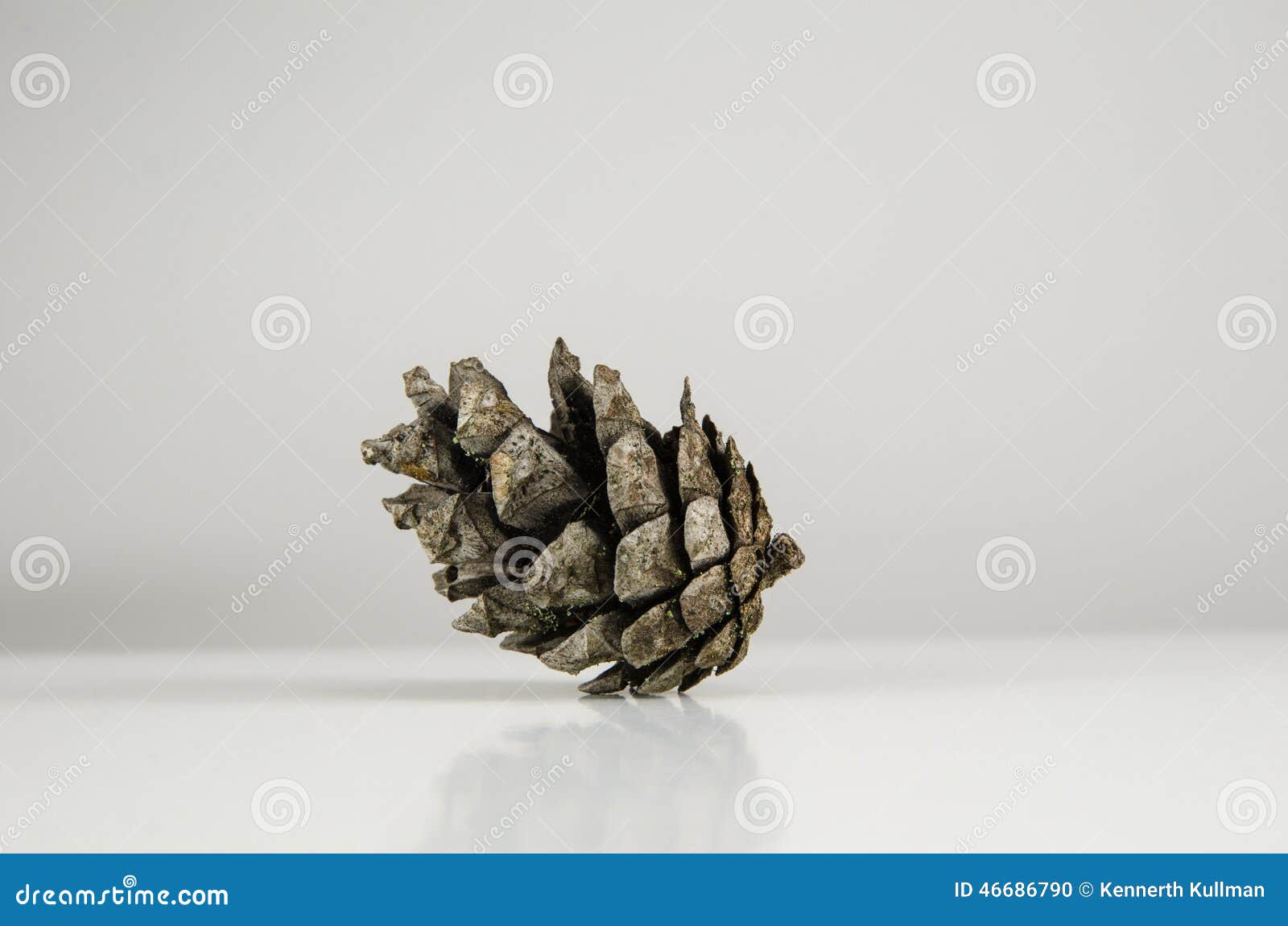One Pine Tree Cone at White Background Stock Photo - Image of white ...