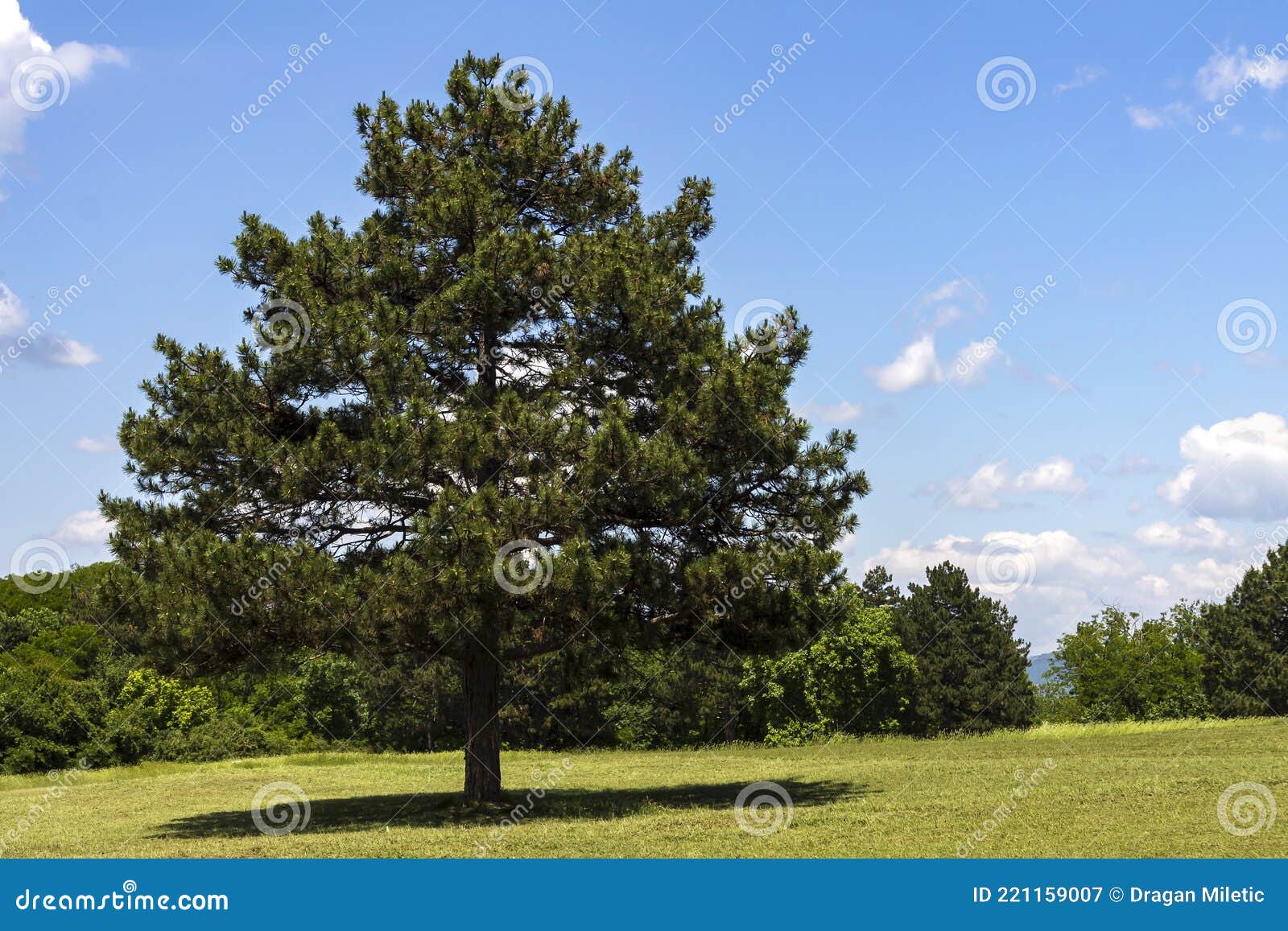 One pine tree on a meadow stock image. Image of lonely - 221159007