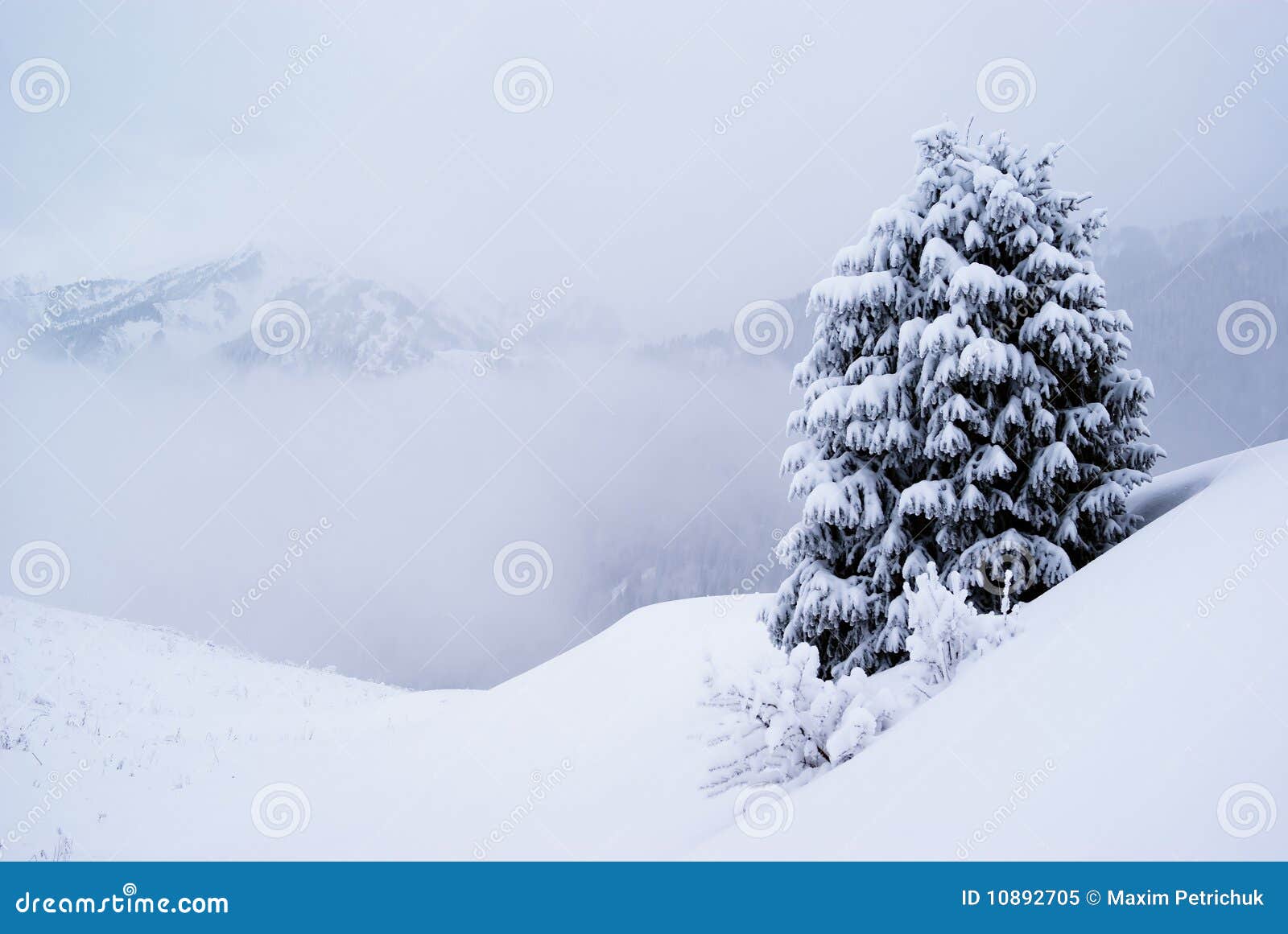 One pine tree and snow stock image. Image of mist, scene - 10892705