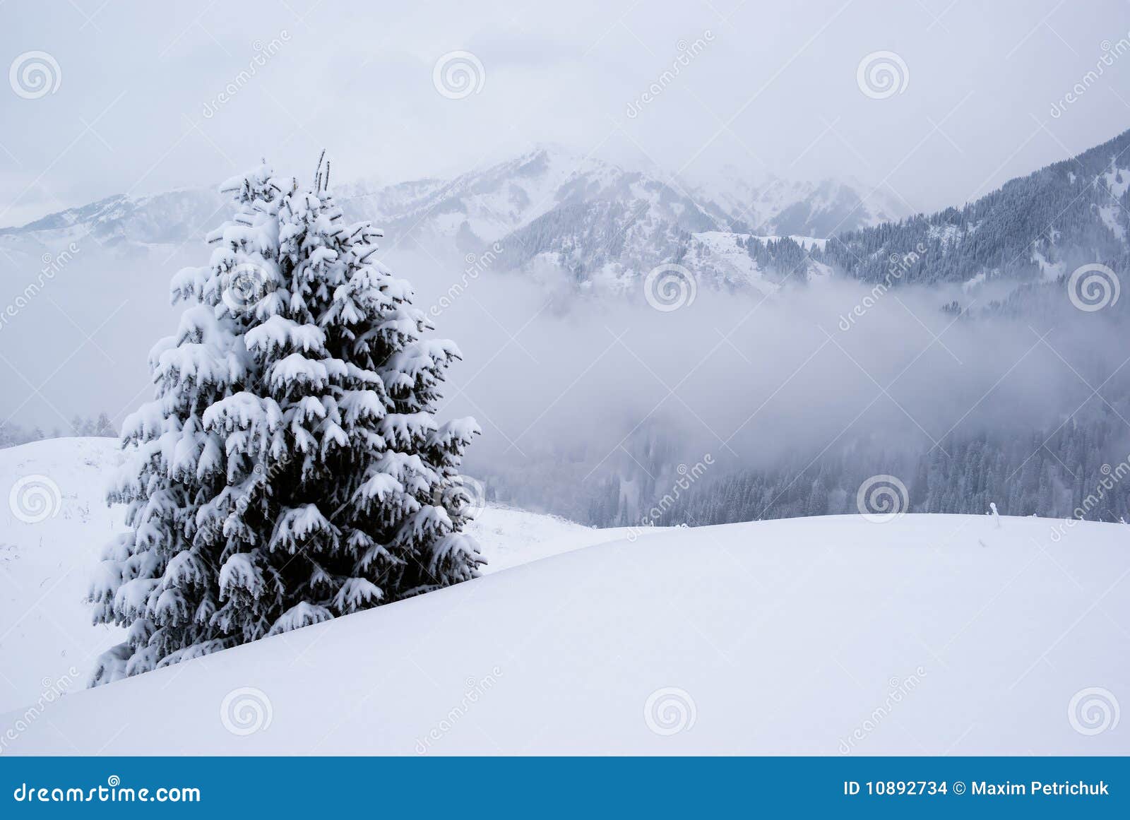 One pine tree and snow stock photo. Image of cloud, nature - 10892734