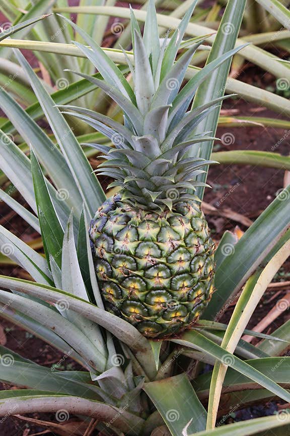 One pineapple stock image. Image of appetizer, diet, blurred - 9092395