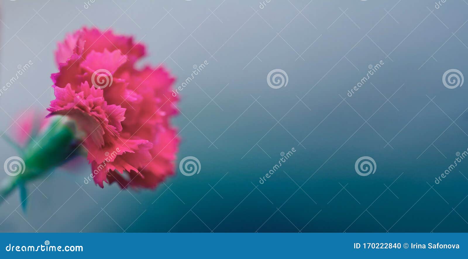 One Pink Carnation Banner on a Blue Background with a Gradient from ...