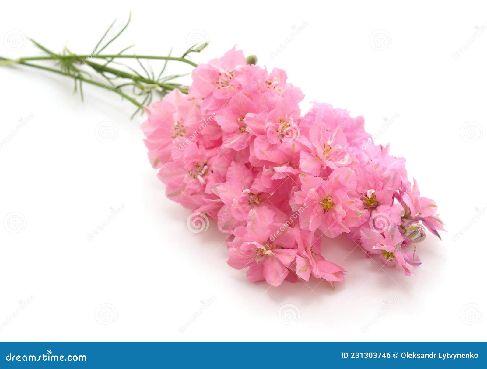 One pink delphinium stock photo. Image of growth, charming - 231303746