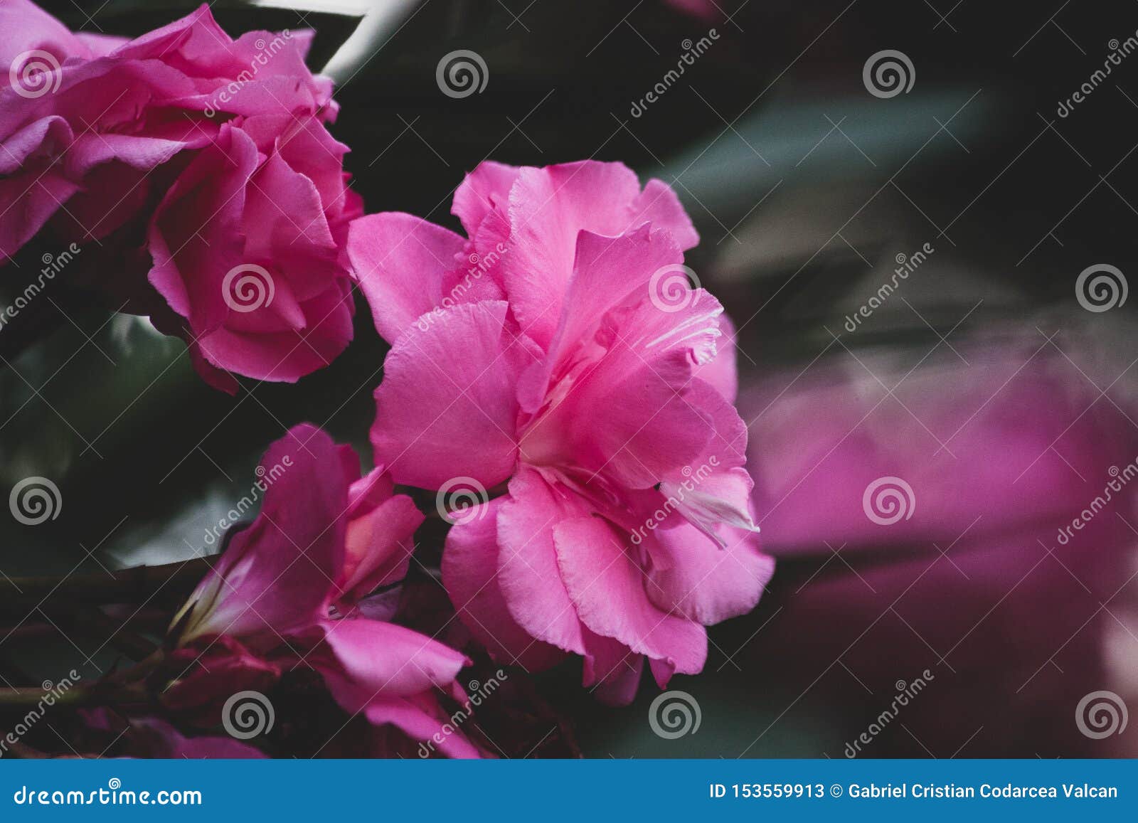 One pink flower stock image. Image of color, nature - 153559913