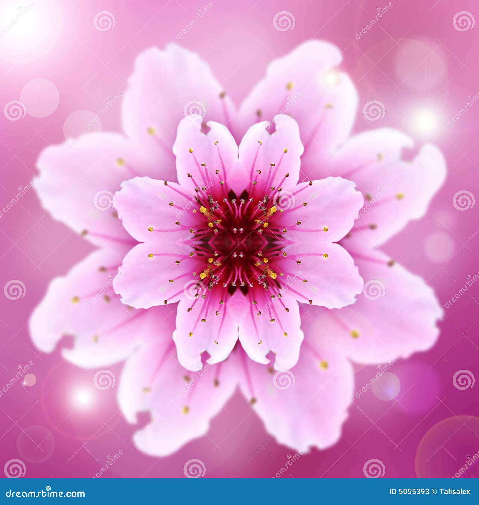 One pink flower stock image. Image of botany, tender, aroma - 5055393