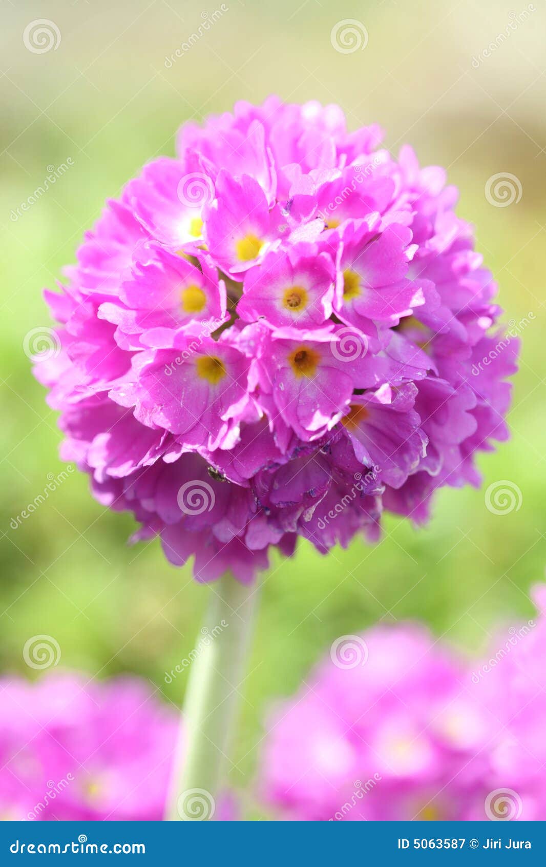 One pink flower stock image. Image of fragrant, green - 5063587
