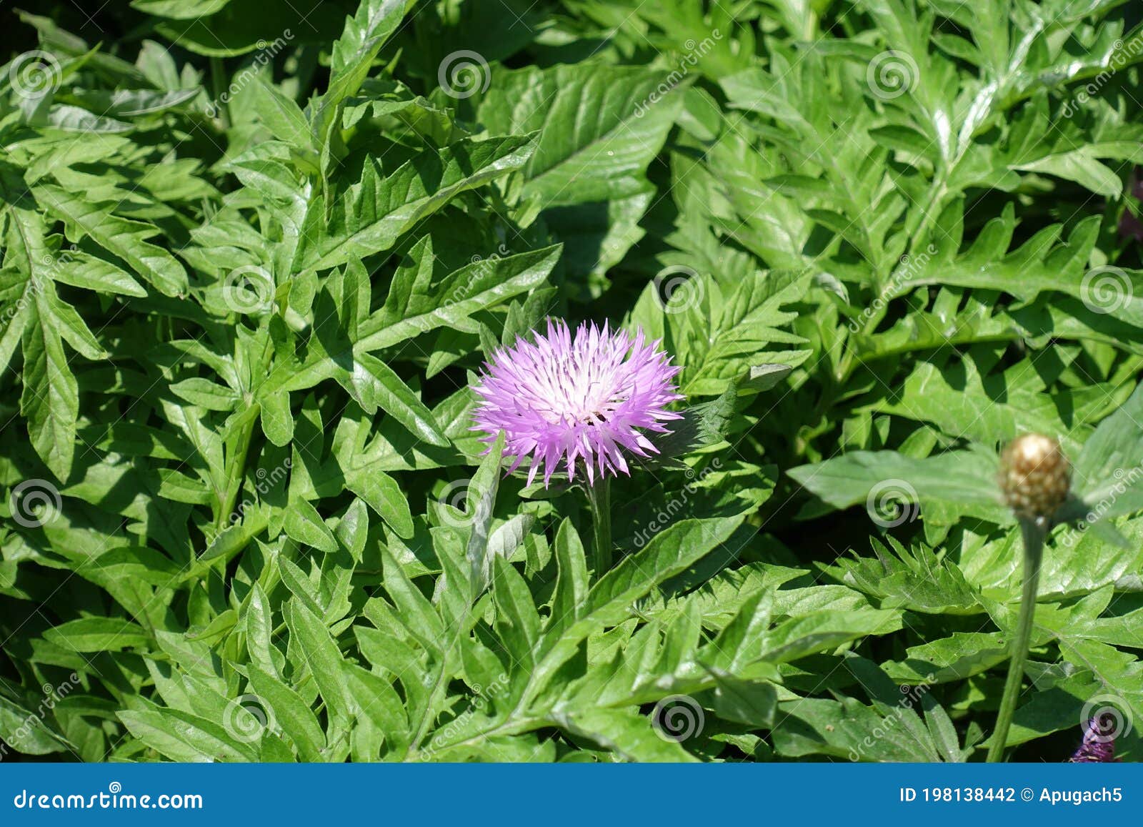One Pink Flower of Centaurea Dealbata in May Stock Photo - Image of ...