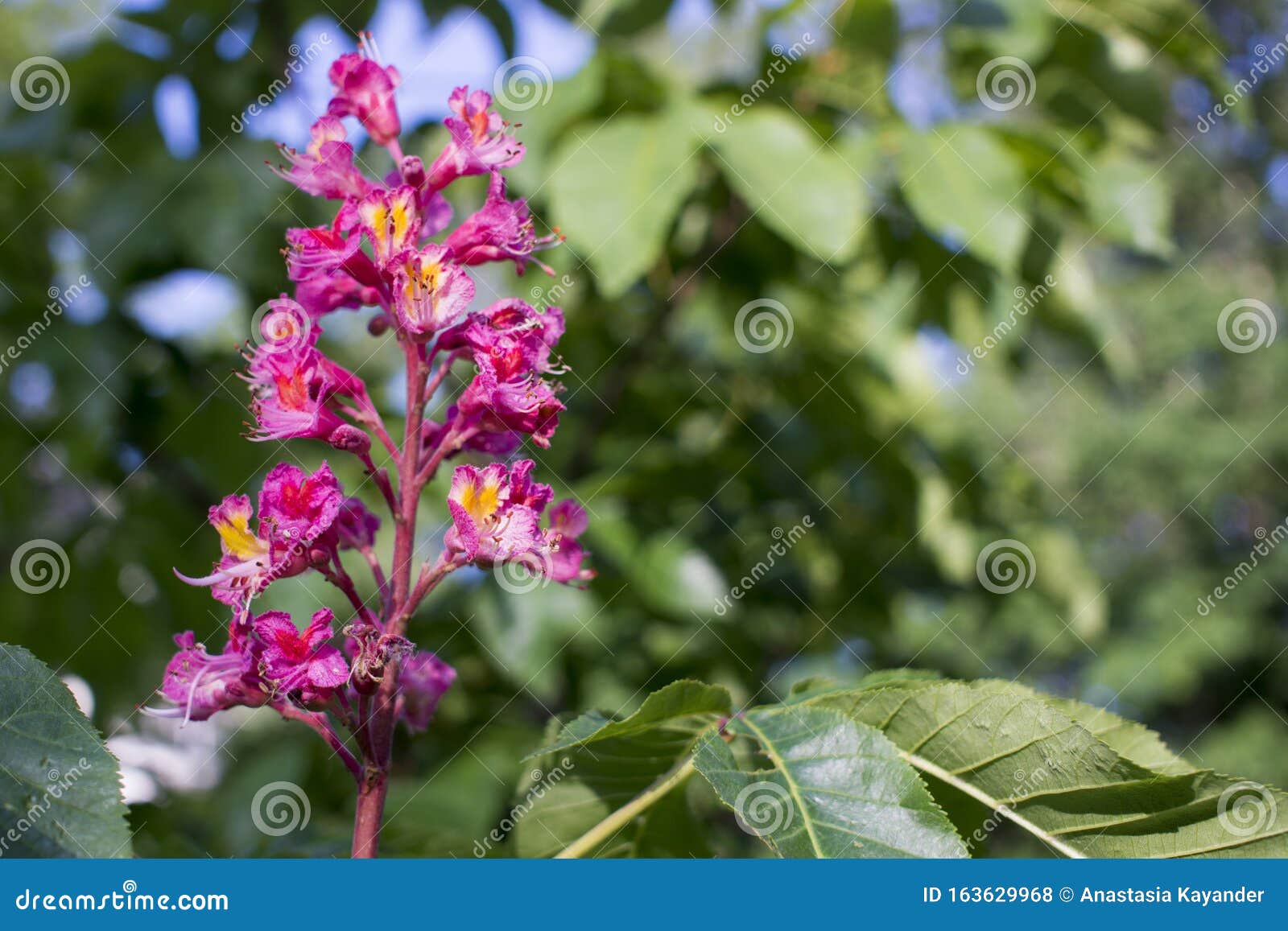 Pink Chestnut Tree Blossoms. Stock Photo - Image of flower, closeup ...