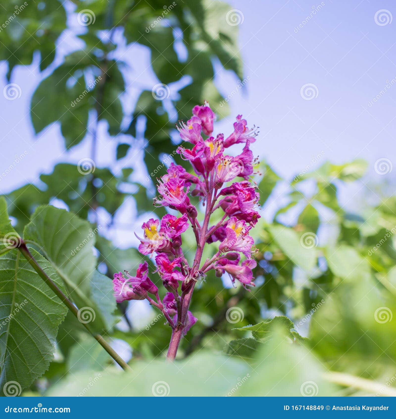 Pink Chestnut Tree Blossoms. Stock Image - Image of horsechestnut ...