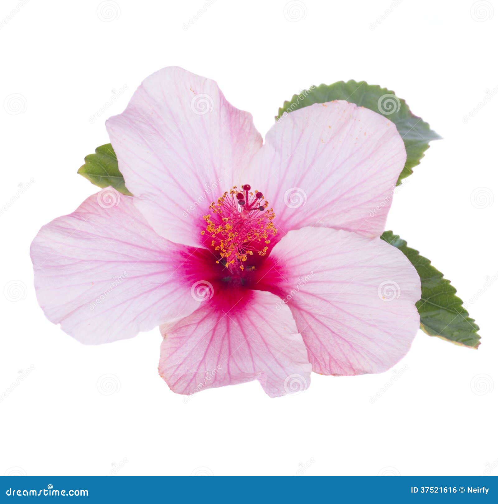 One pink hibiscus flower stock photo. Image of pink, exotic - 37521616
