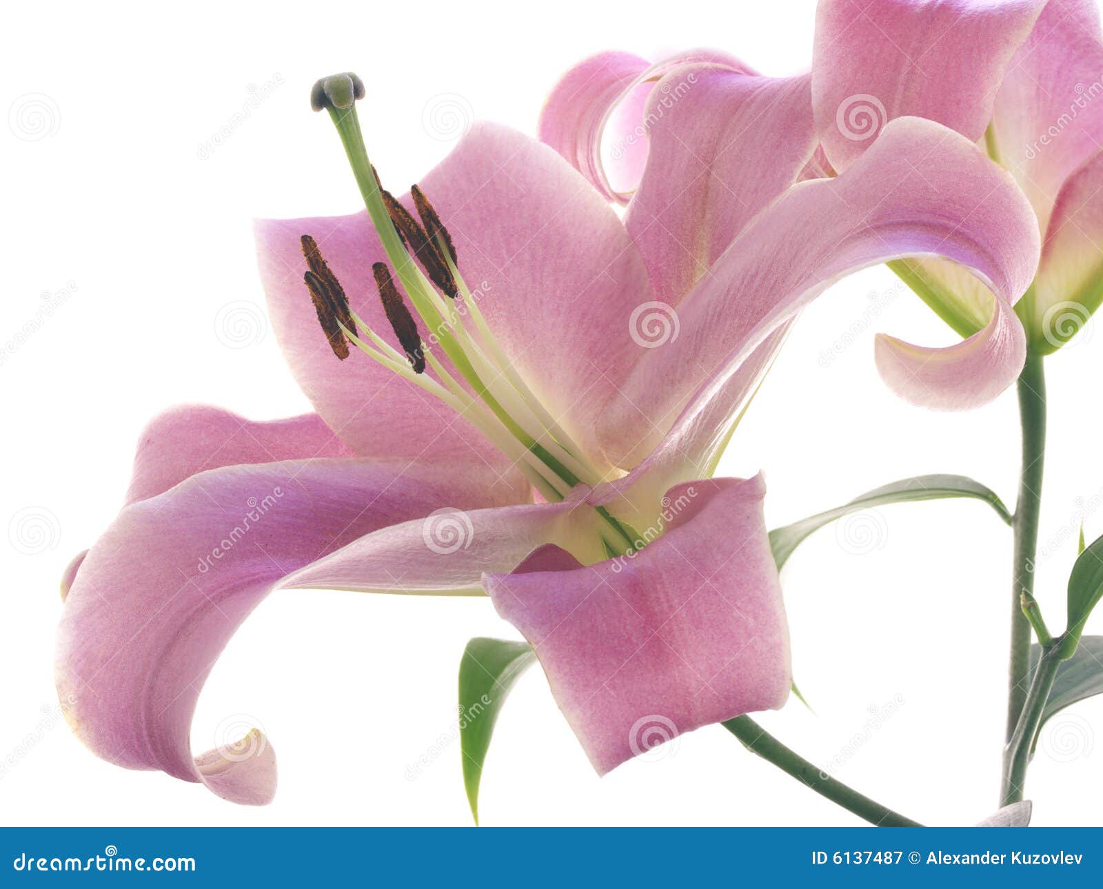 One pink lilies stock image. Image of delicate, flora - 6137487