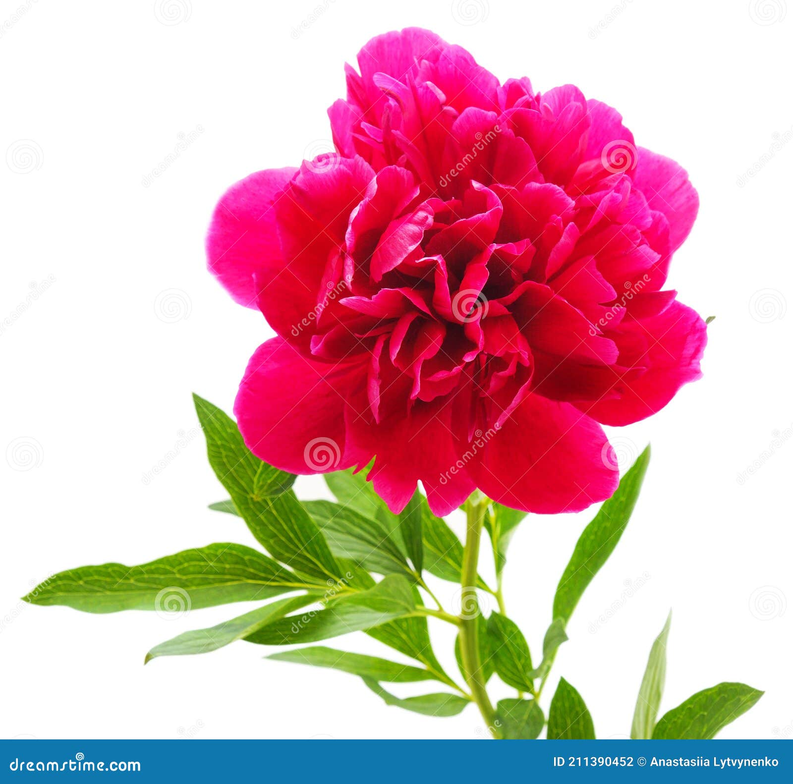 One pink peony stock photo. Image of leaf, love, anniversary - 211390452