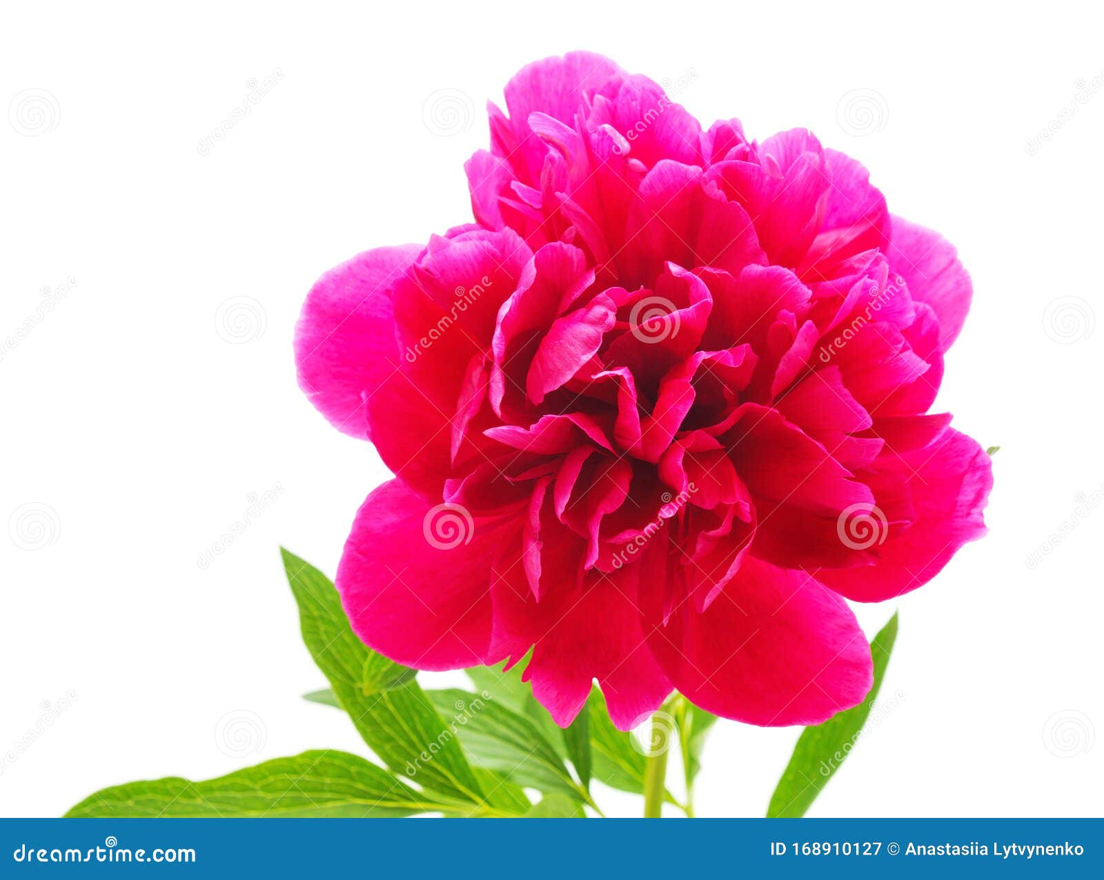 One pink peony stock image. Image of delicate, head - 168910127