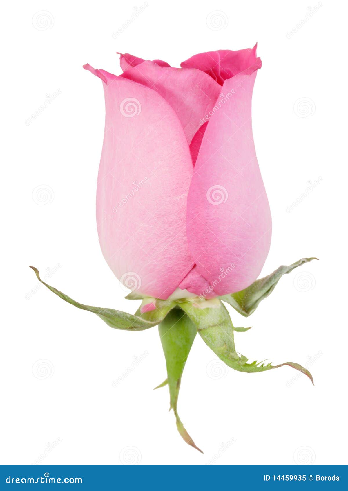 One pink rose stock image. Image of head, pink, fragility - 14459935