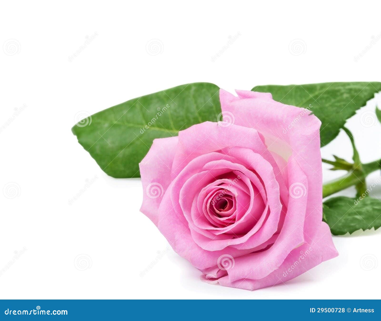 One pink rose stock photo. Image of decorative, plant - 29500728