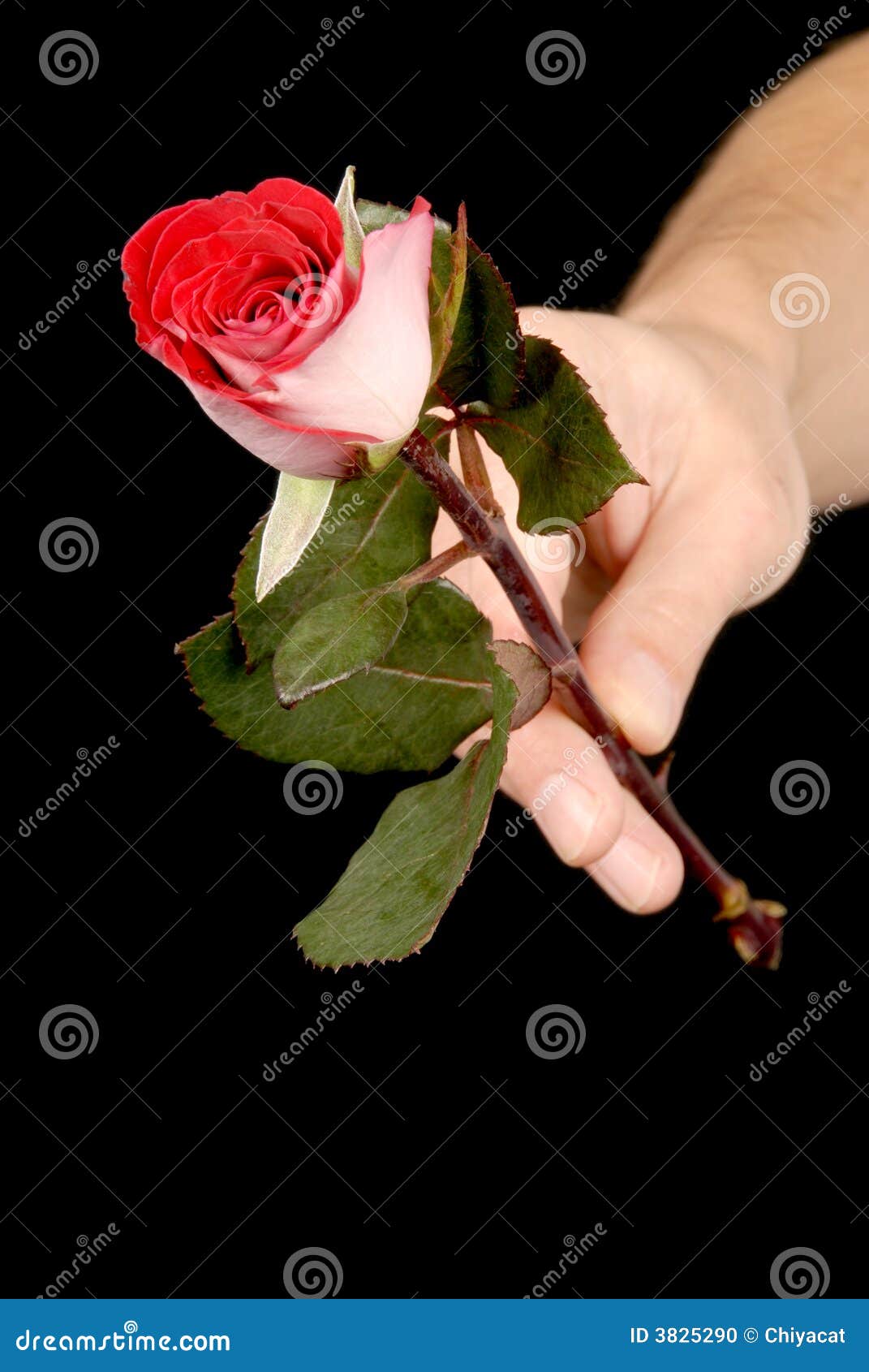 One Pink Rose stock photo. Image of pink, anniversary - 3825290