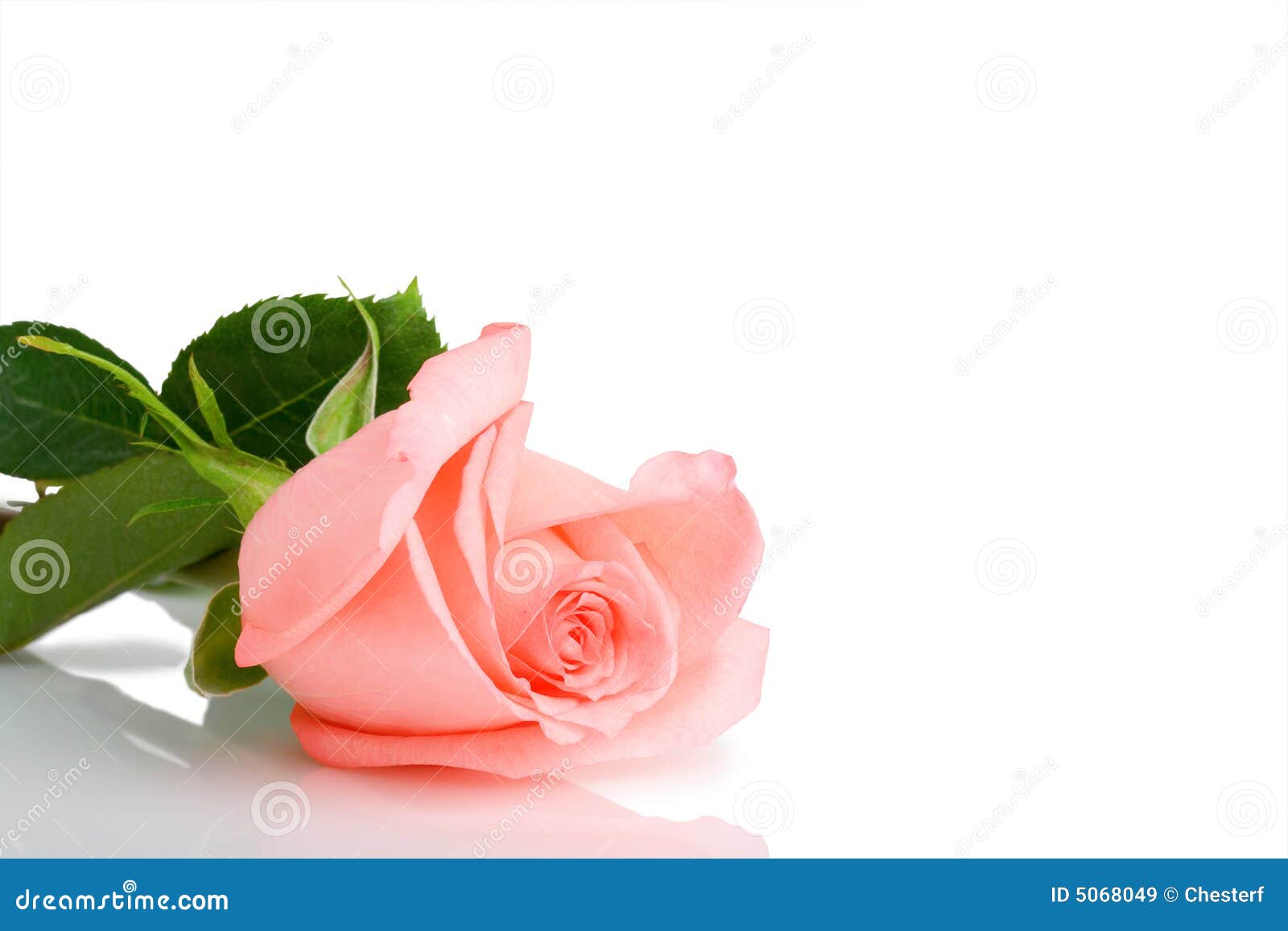 One pink rose stock image. Image of smell, romance, birthday - 5068049