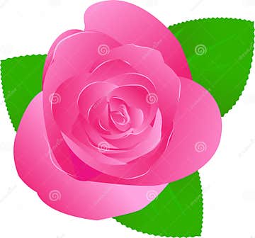 One pink rose stock vector. Illustration of isolated, passion - 9182680