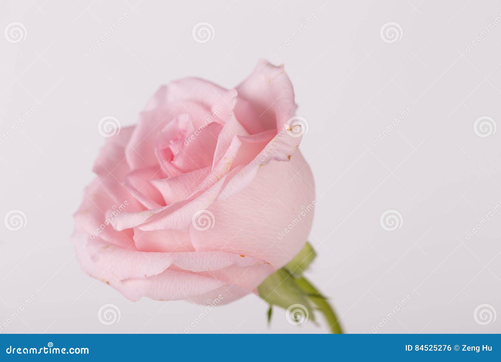 One pink rose closeup stock photo. Image of black, leaves - 84525276