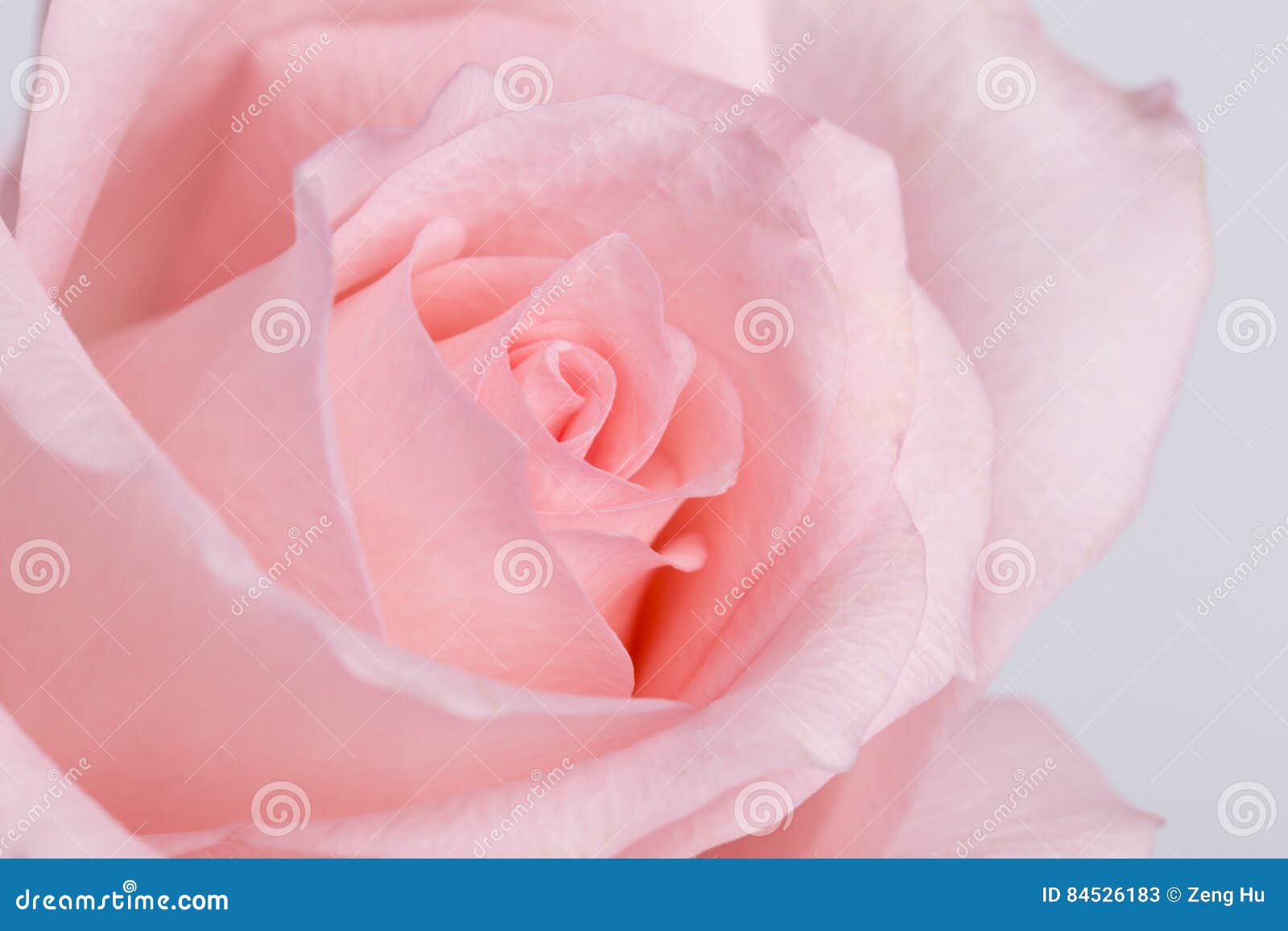 One pink rose closeup stock image. Image of background - 84526183