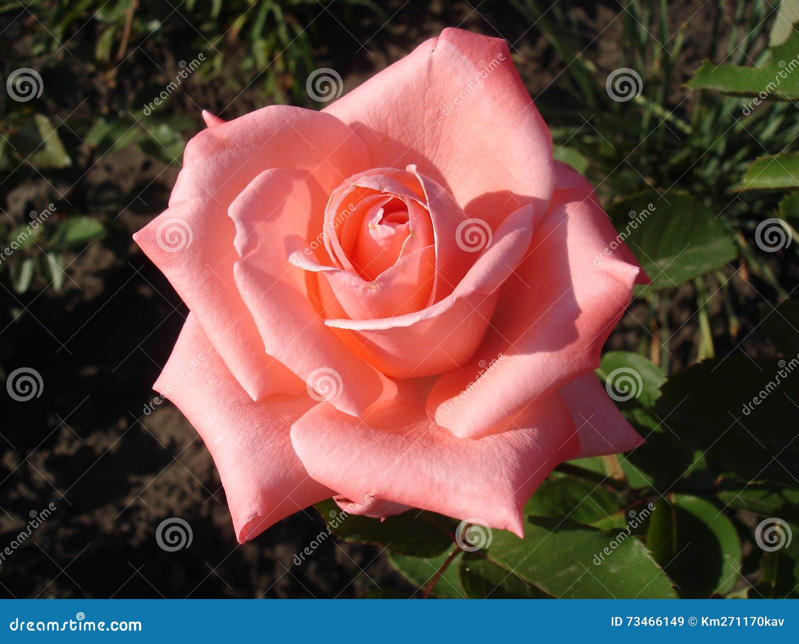 One pink rose flower stock image. Image of summer, rosa - 73466149