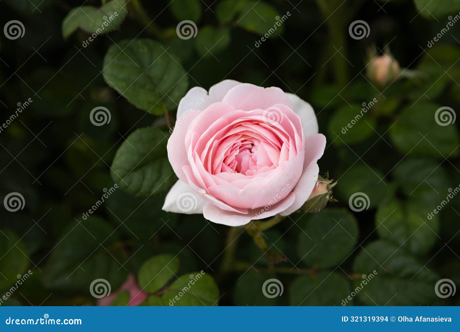 One Pink Rose on Green Background Stock Photo - Image of outdoor, bunch ...