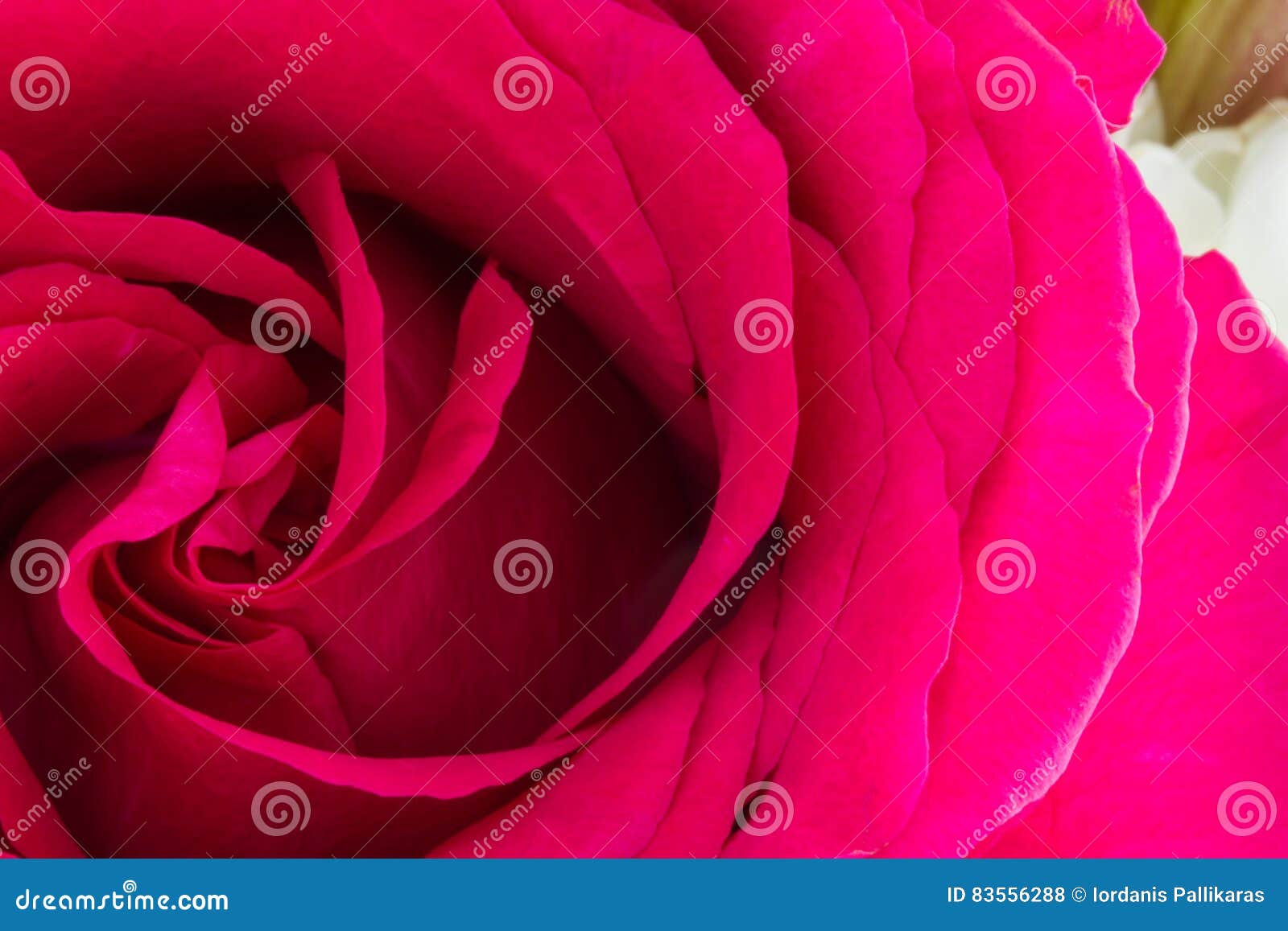 One Pink Rose Low-key Close-up Stock Photo - Image of beauty, petal ...