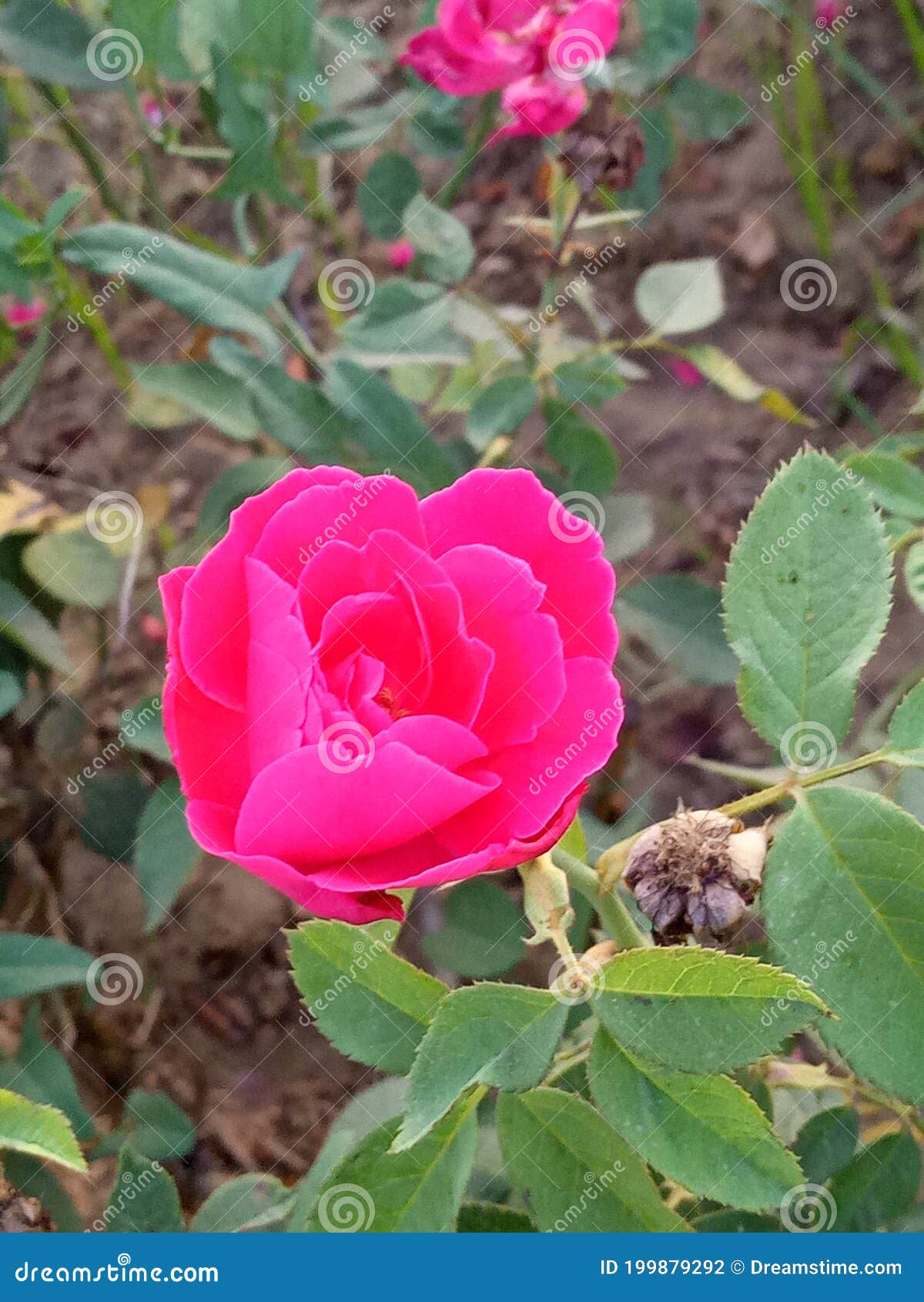 One Pink Rose in the Plant. Stock Photo - Image of fresh, desert: 199879292