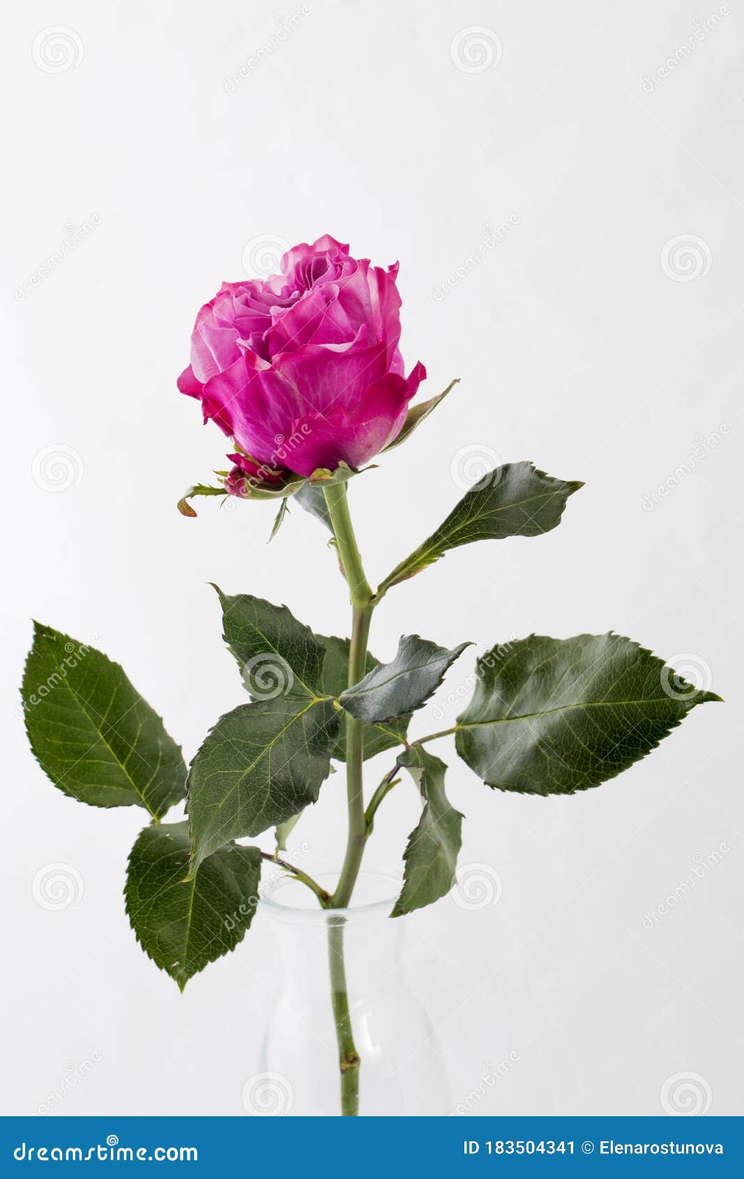 One Pink Rose on a White Background Stock Image - Image of life, bloom ...